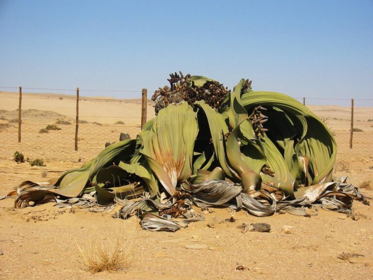 Welwitschia: The 1,000-Year-Old Plant Found Only in Namibia - Namibia Today