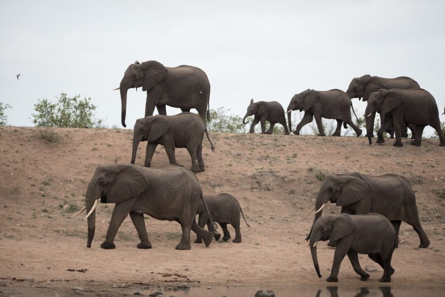 The Fascinating Survival of Namibia’s Desert-Adapted Elephants ...
