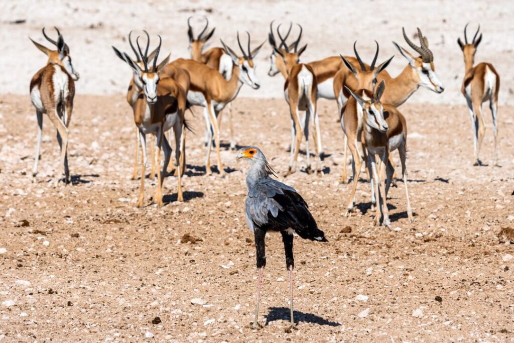 How Namibia’s Wildlife Thrives in One of the Harshest Climates on Earth ...