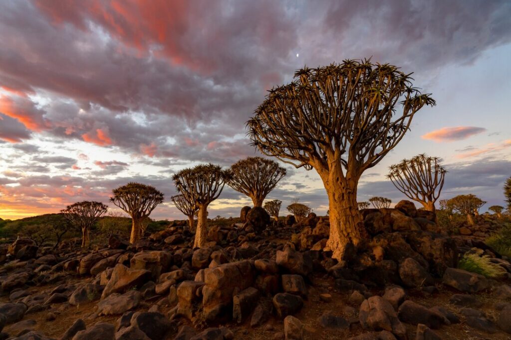 Quiver Tree Forest: Namibia’s Most Instagrammable Natural Wonder ...