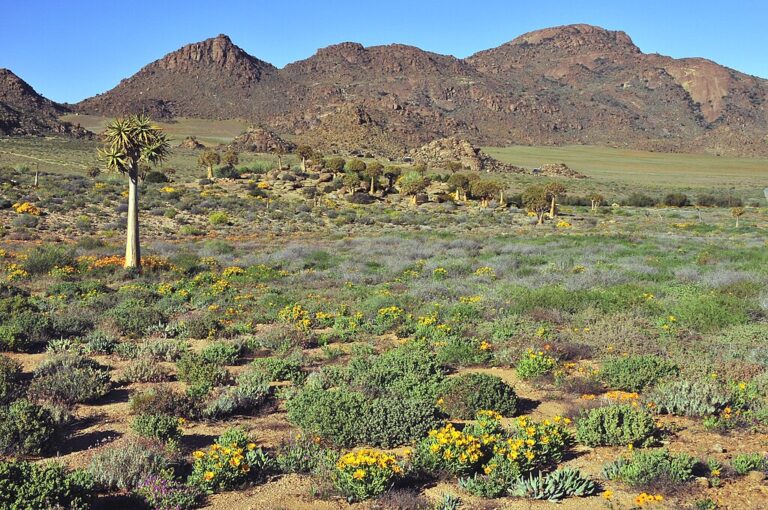 Namibia’s Succulents: A Look at the World’s Most Unique Plants ...